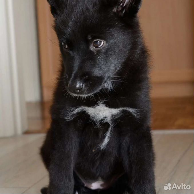 Собачка Ночка ищет дом