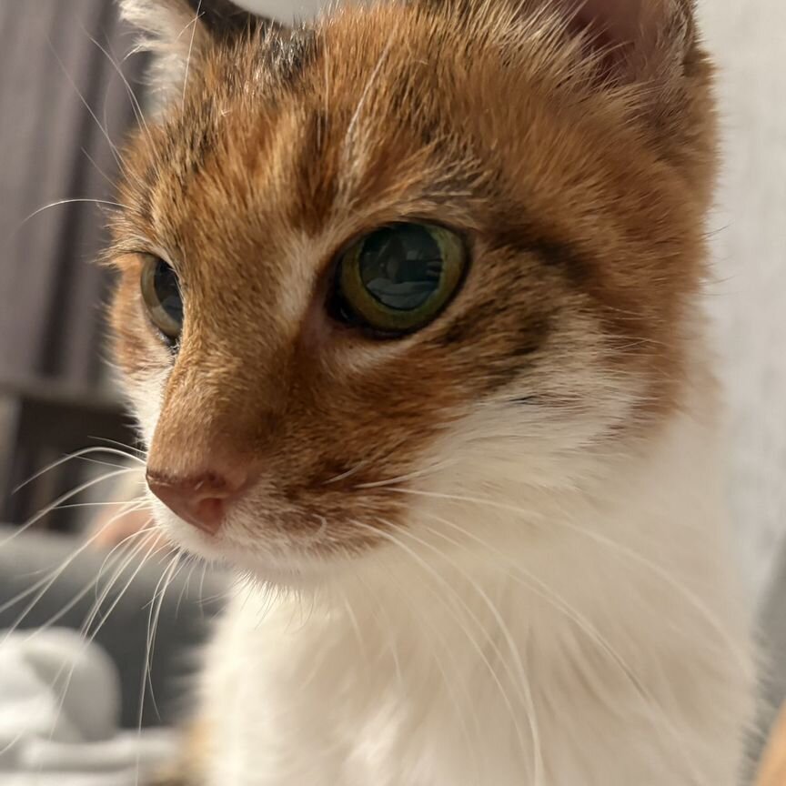 Взрослая кошка в добрые руки