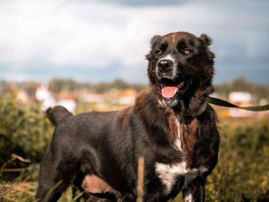 Алабай Урсула из приюта бесплатно в добрые руки