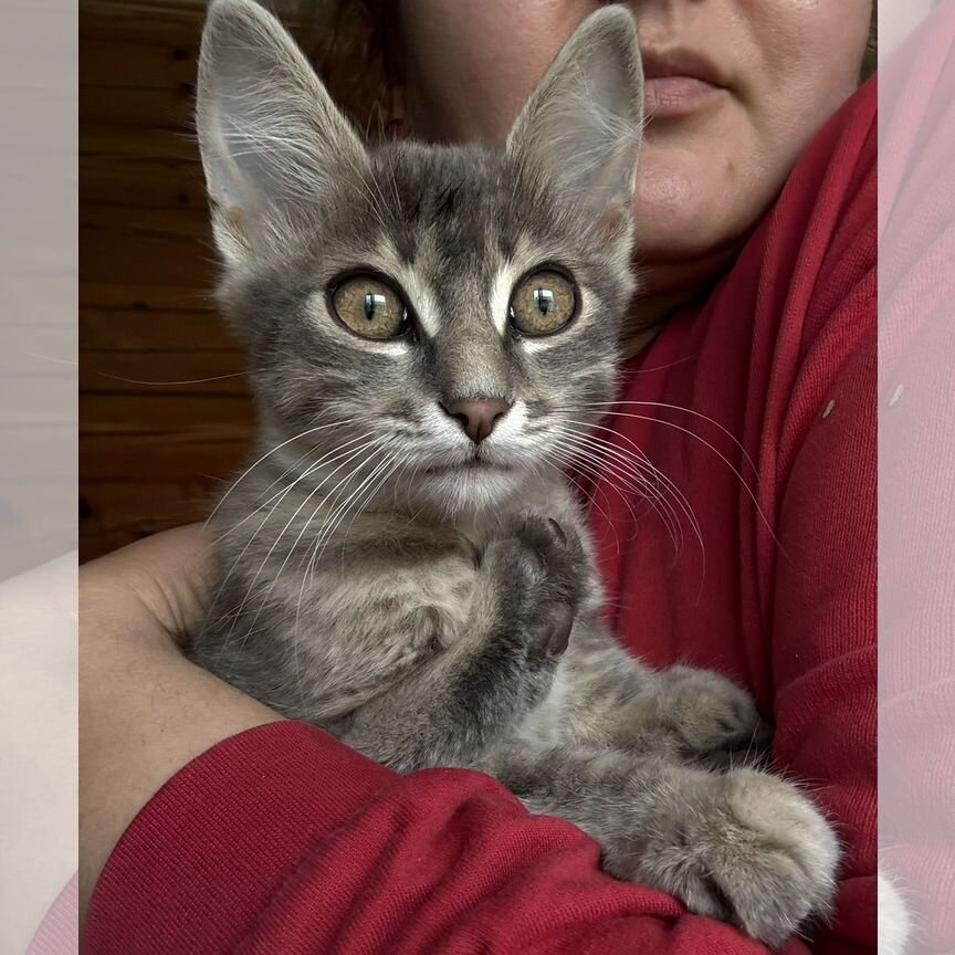 Котенок девочка