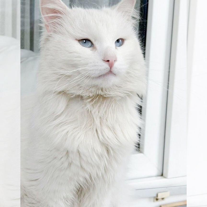 Взрослый кот в добрые руки