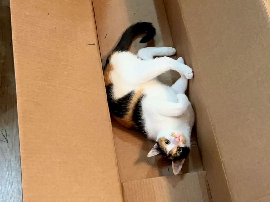 Кошка