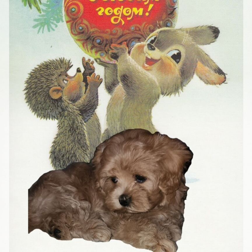 Мальтипу, щенок