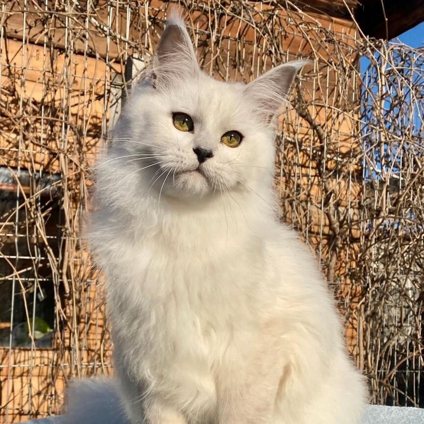 Кот шадед ns11