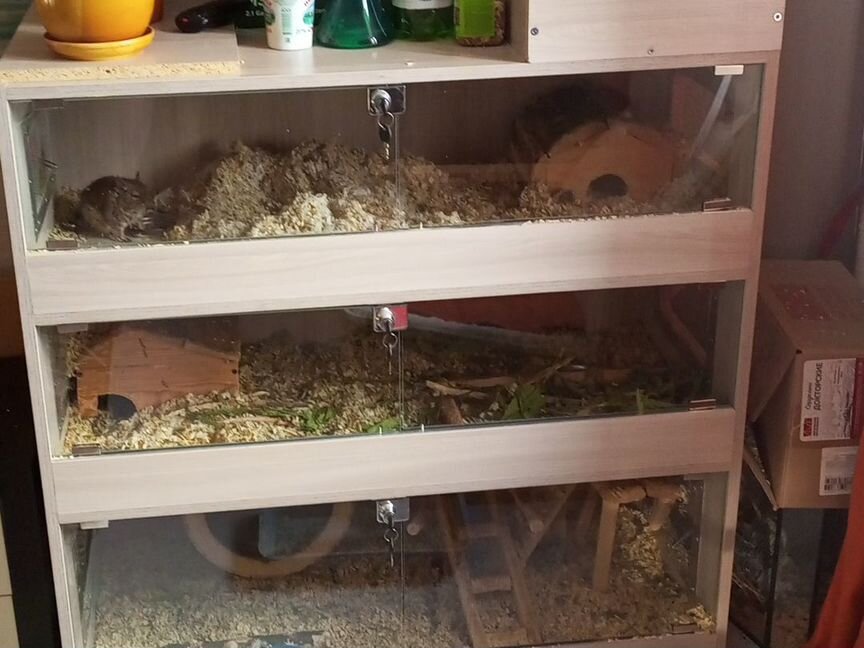 Витрина для дегу