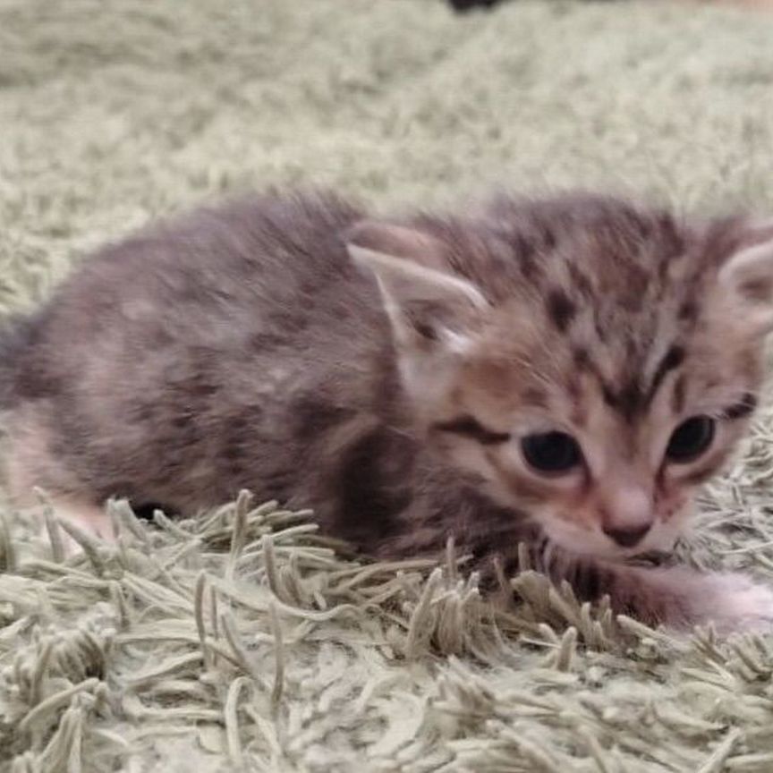 Малышке 3 недели. (брорируйте)