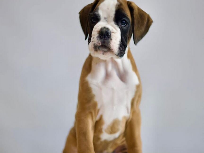 Щенок боксер