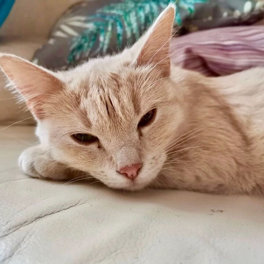 Нежная персиковая малышка нуждается в доме