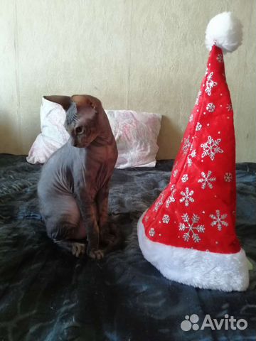 Донской сфинкс