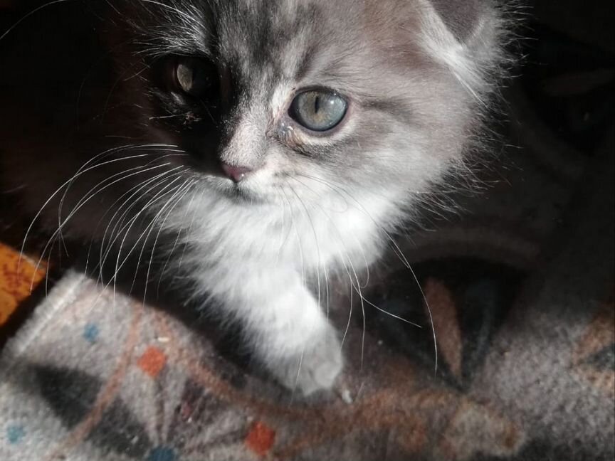 Отдаем котёнка Шотландская вислоухая