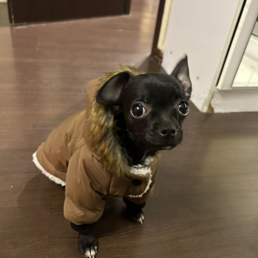 Щенки чихуахуа