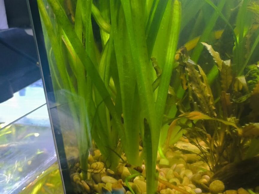 Аквариумное растение валлиснерия гигантская