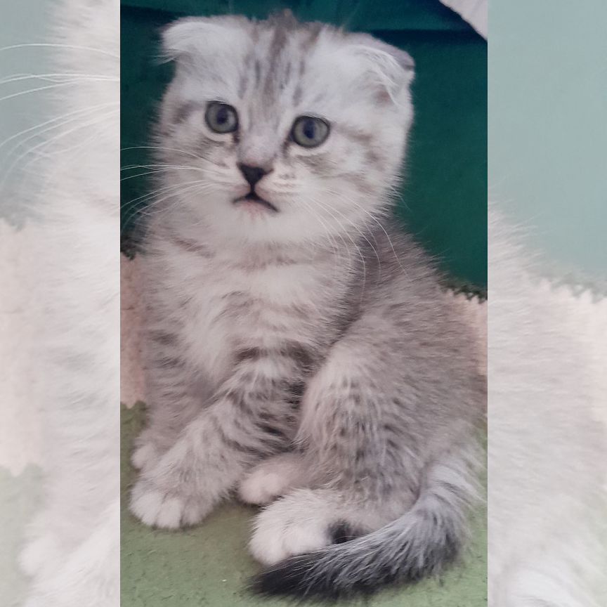 Шотландский вислоухий короткошёрстный котёнок