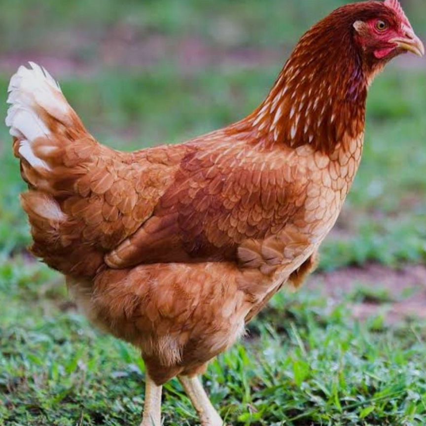 Куры несушки