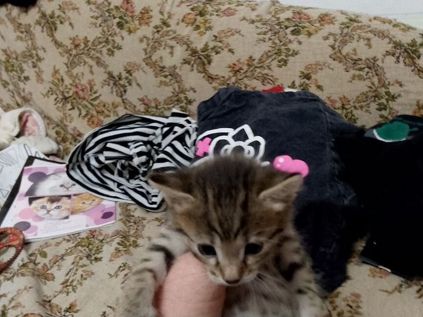 Остался 1 кот возраст 1месяц