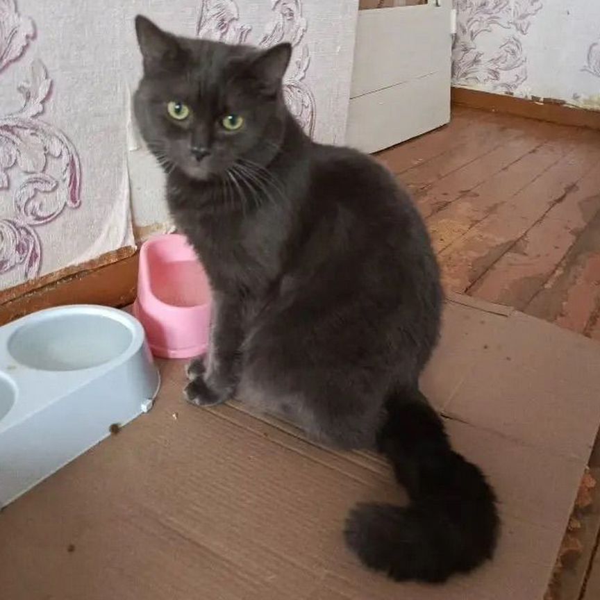 Взрослый кот в добрые руки