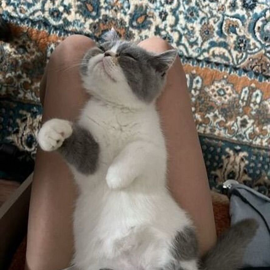 Экзотический кот вязка