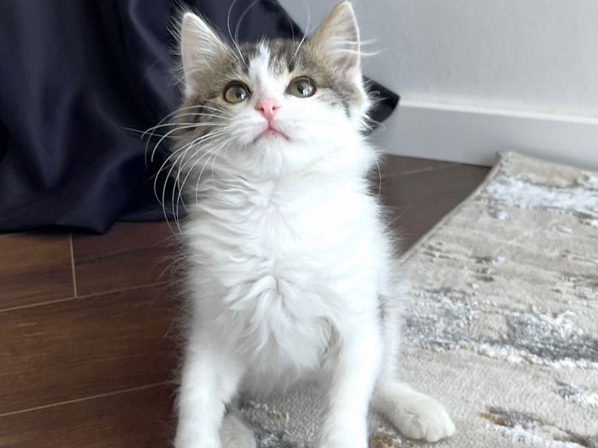 Кошка Бэтти ищет дом