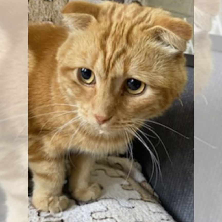 Котики бесплатно