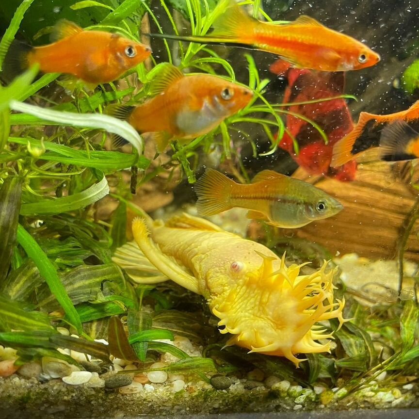 Рыбки меченосцы чернохвостый