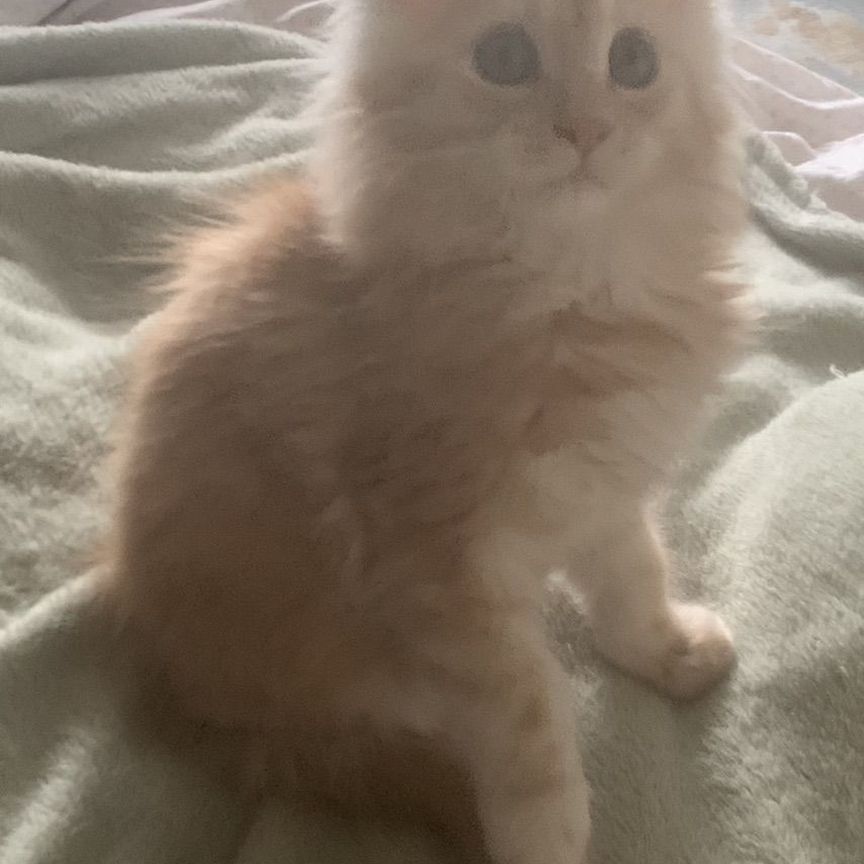 Котята мэйнкун