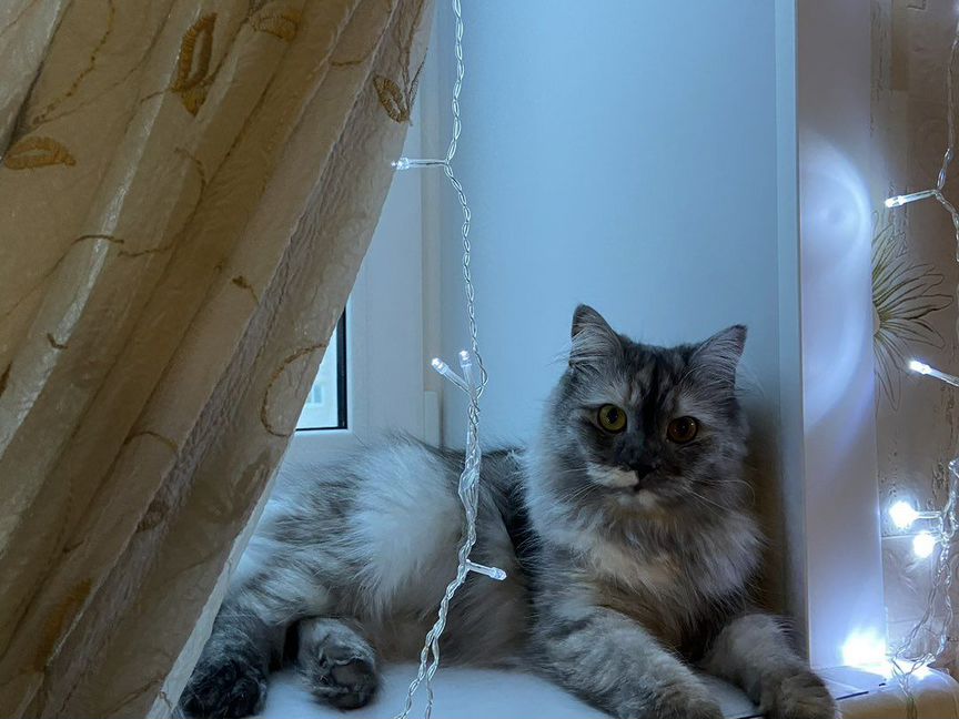 Кошечка в добрые руки