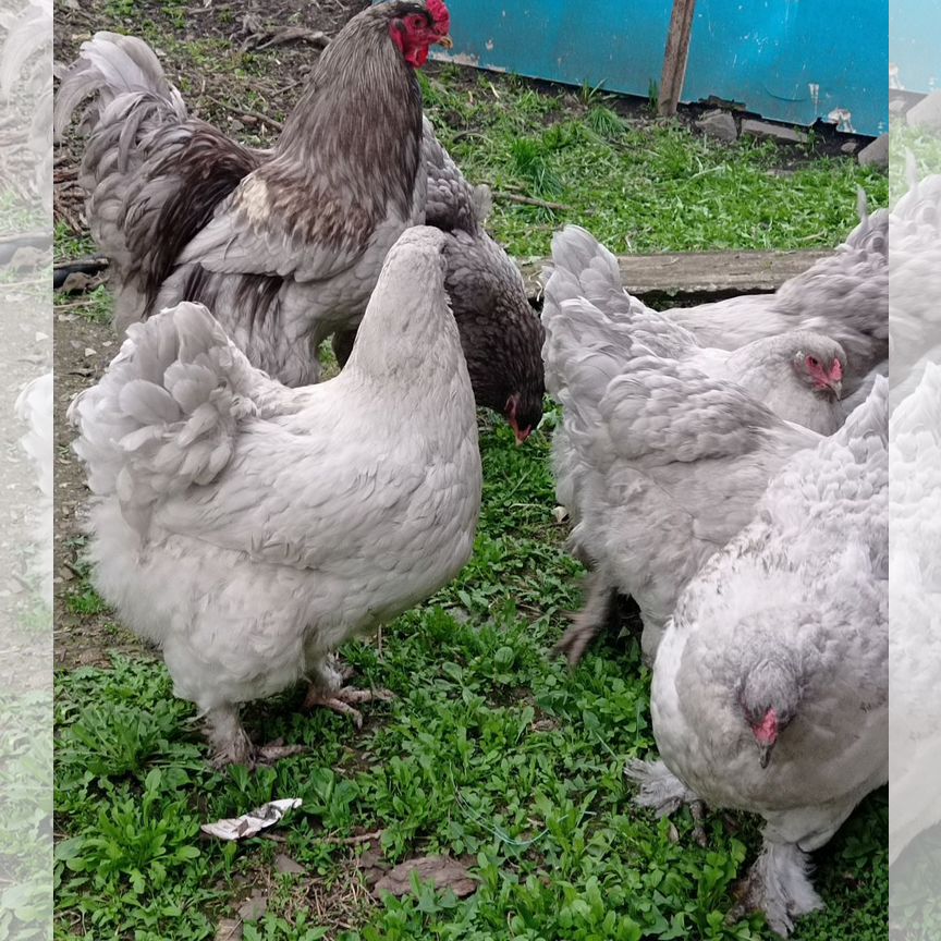 Инкубационное яйцо породы кур брама