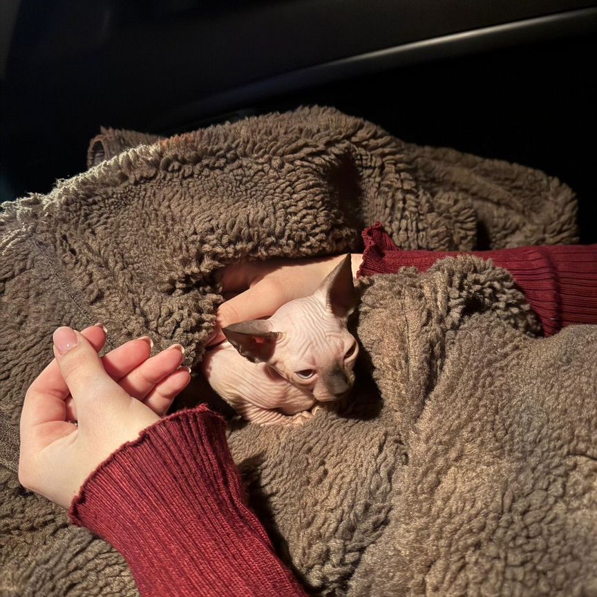 Котик сфинкс