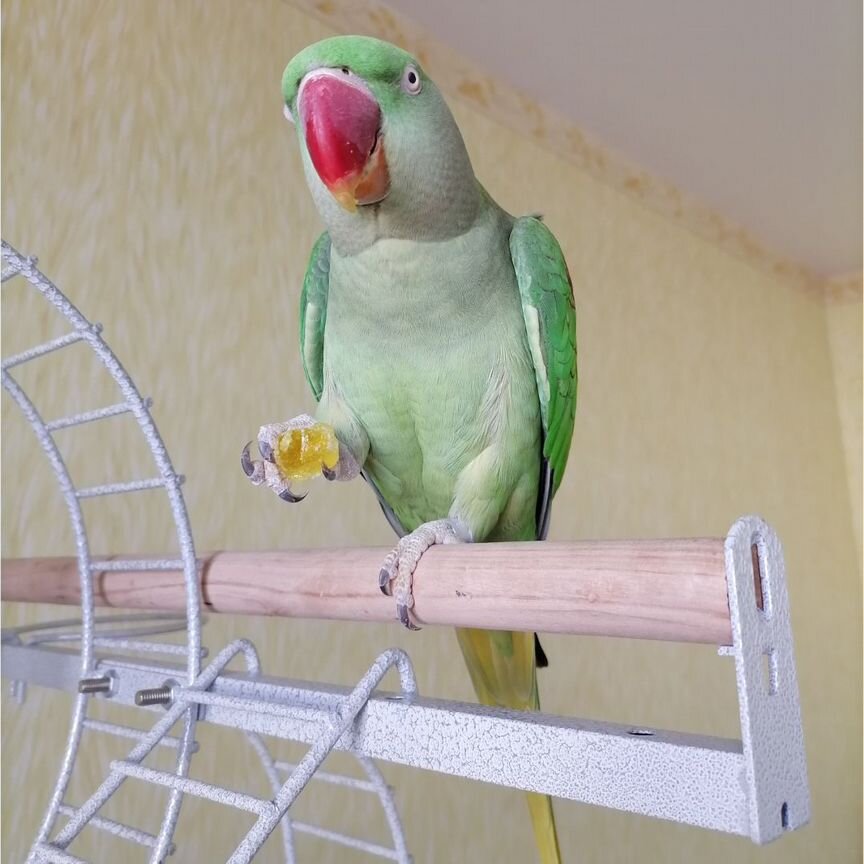 Говорящий попугай