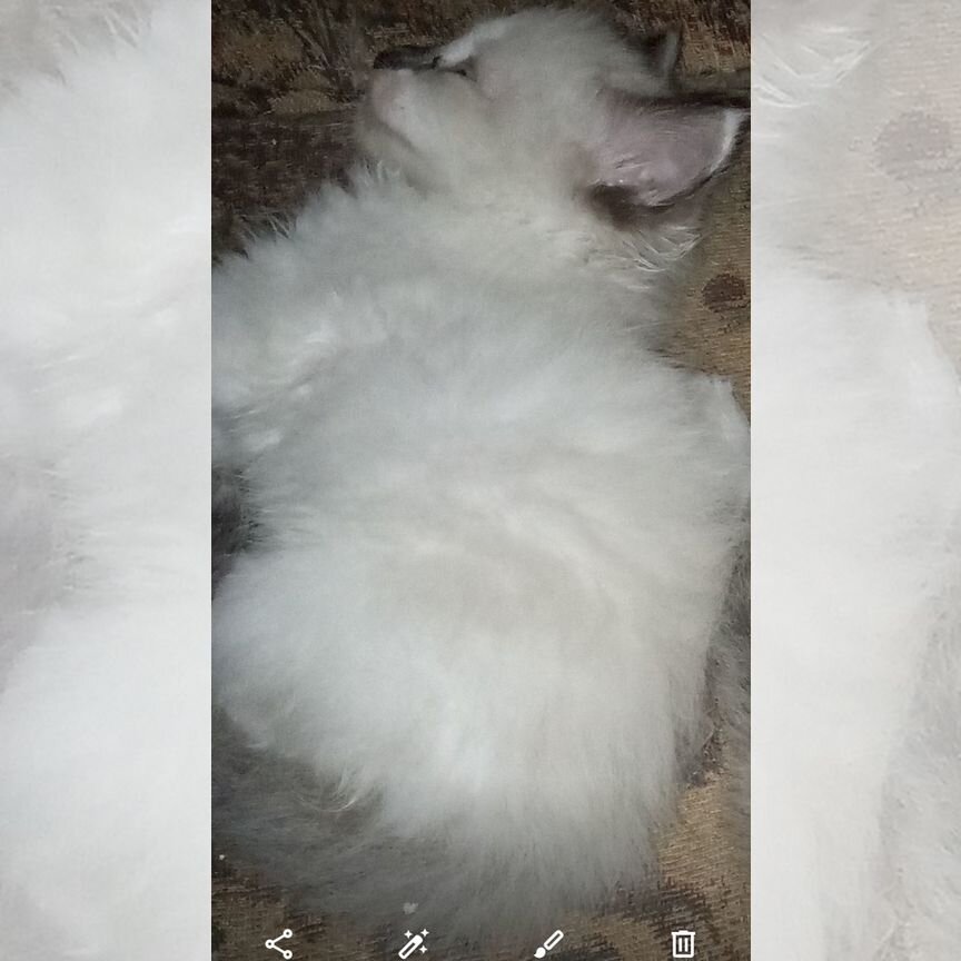 Котята - пушистые комочки