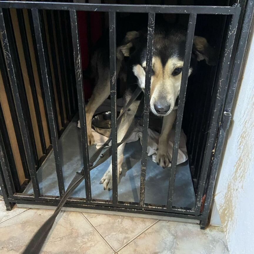 Возьмите собаку