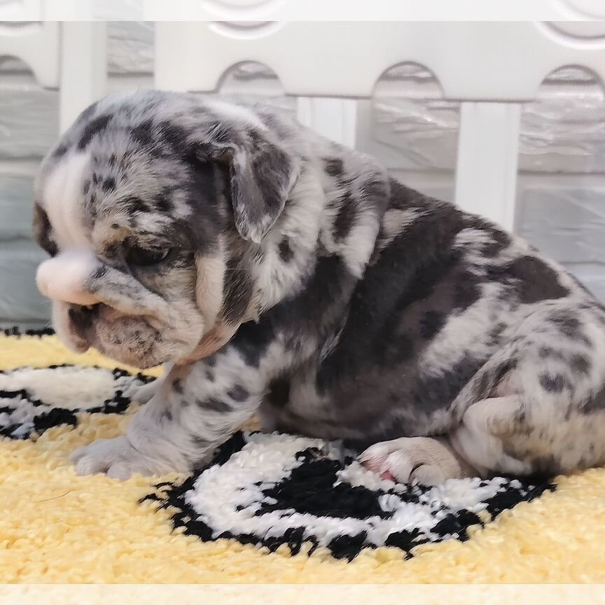 Английский бульдог, щенок