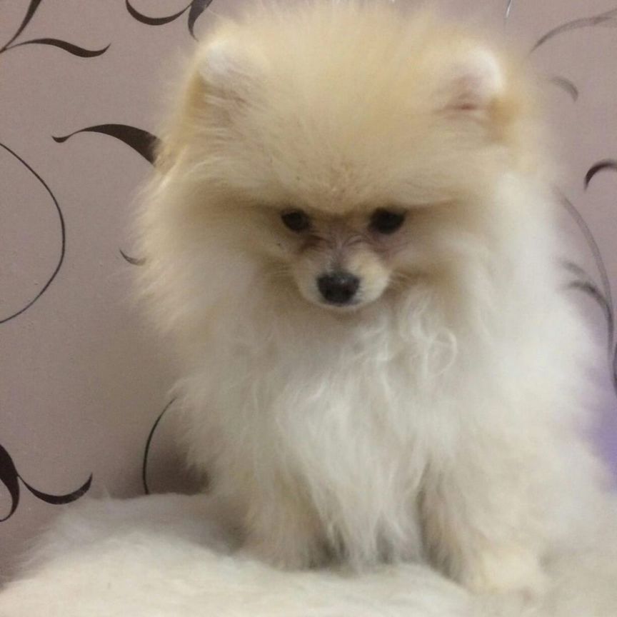 Девочка в любимцы