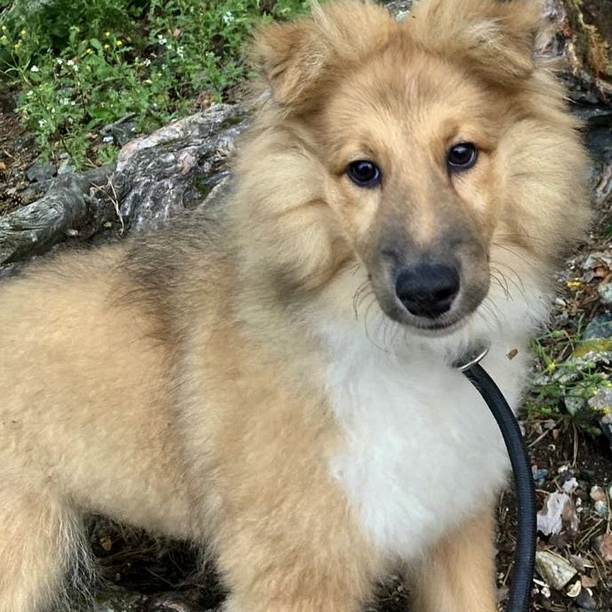 Продается щенок шелти