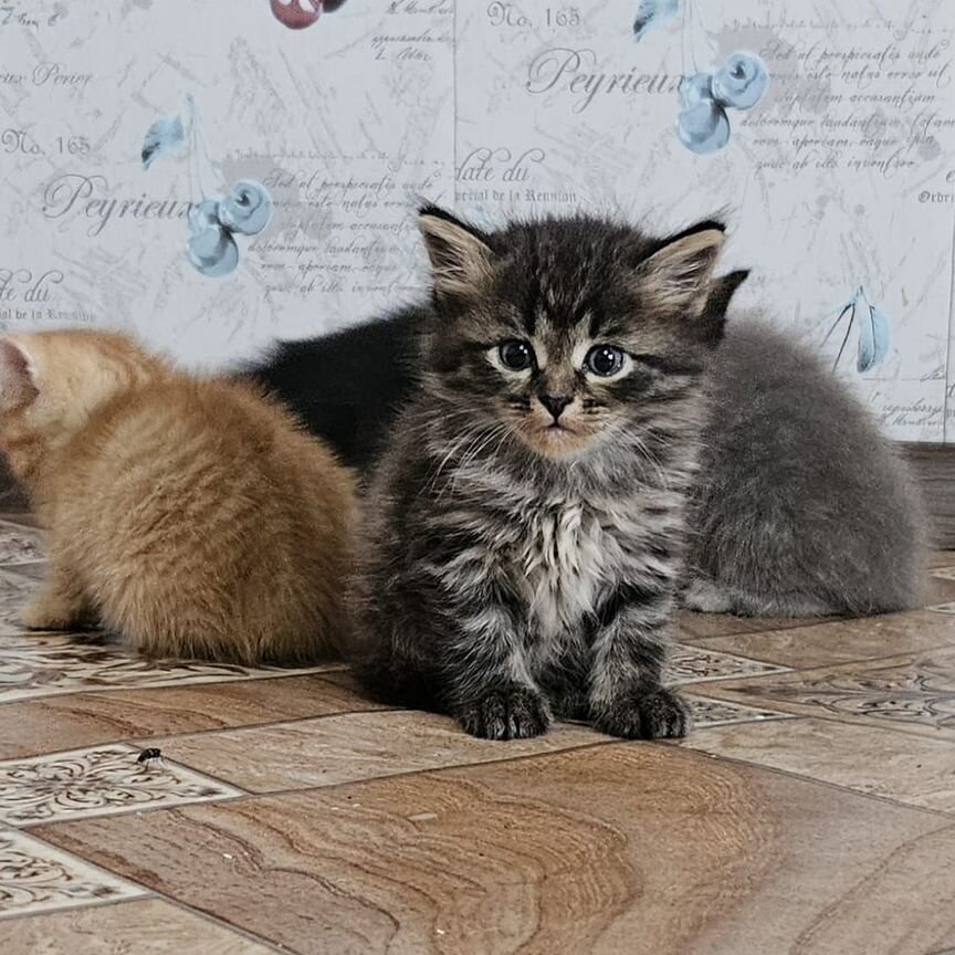 Котята в добрые руки бесплатно