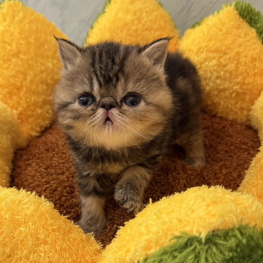 Экзотический короткошёрстный котёнок