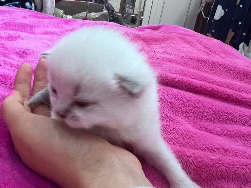 Шотландские котята