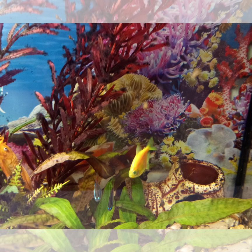 Аквариумные рыбки