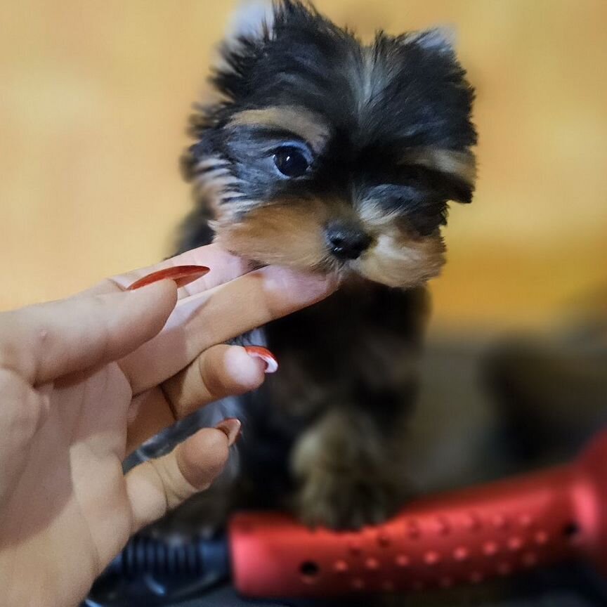 Йоркширский терьер, щенок