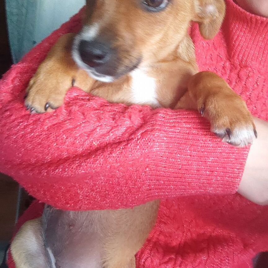 Щенок в добрые руки