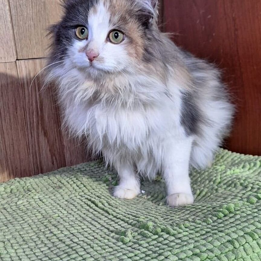 Котята сибирской кошки