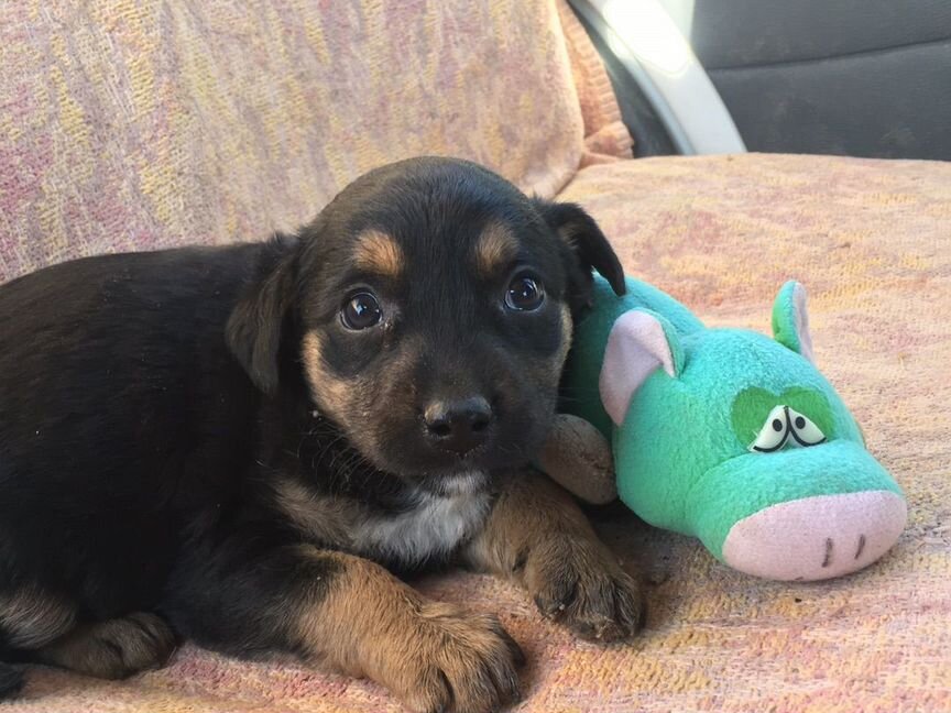 Подари жизнь щеночкам