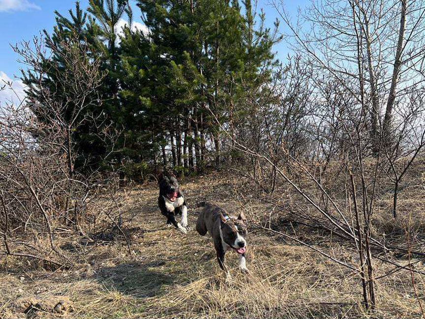 Стаффордширский терьер