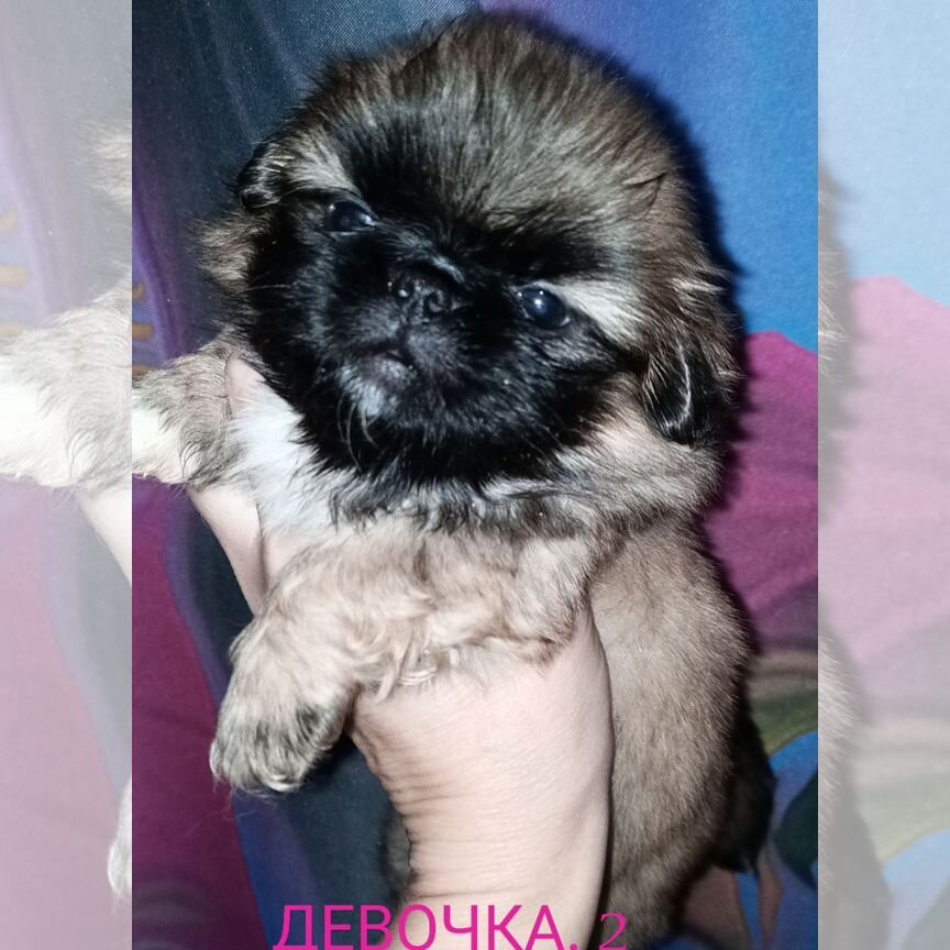 Пекинес, щенок