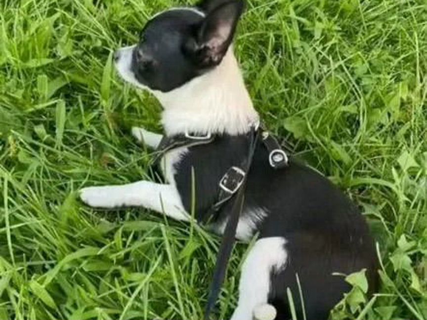 Вязка чихуахуа мини Мальчик