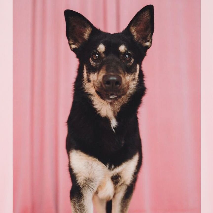 Взрослая собака в добрые руки