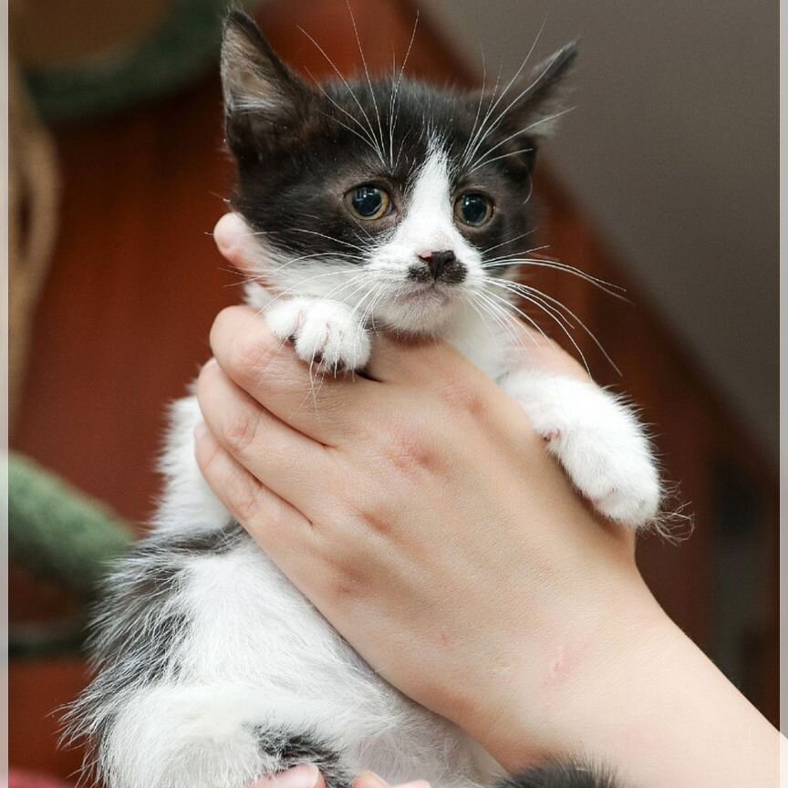 Котёнок в добрые руки