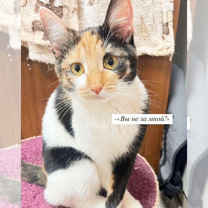 Любаша в поисках дома