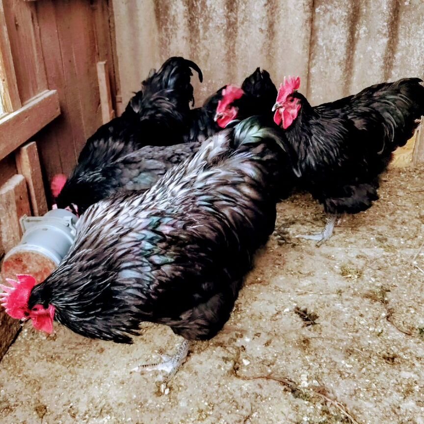 Курыджерсийский гигант