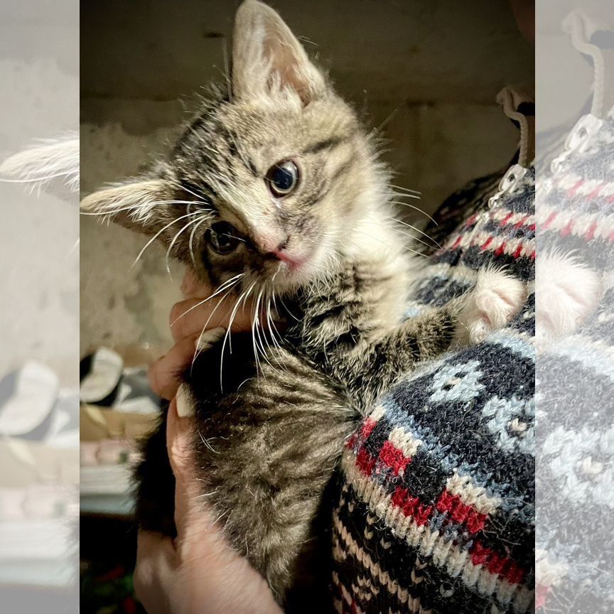 Котёнок в добрые руки